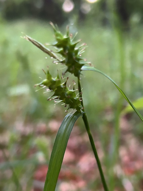 2025年5月 – ページ 10 – 俳句の庭